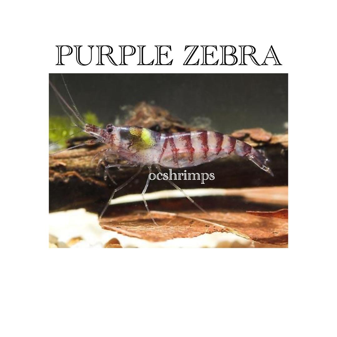 PURPLE ZEBRA SHRIMP – OC SHRIMP AQUATIC LLC