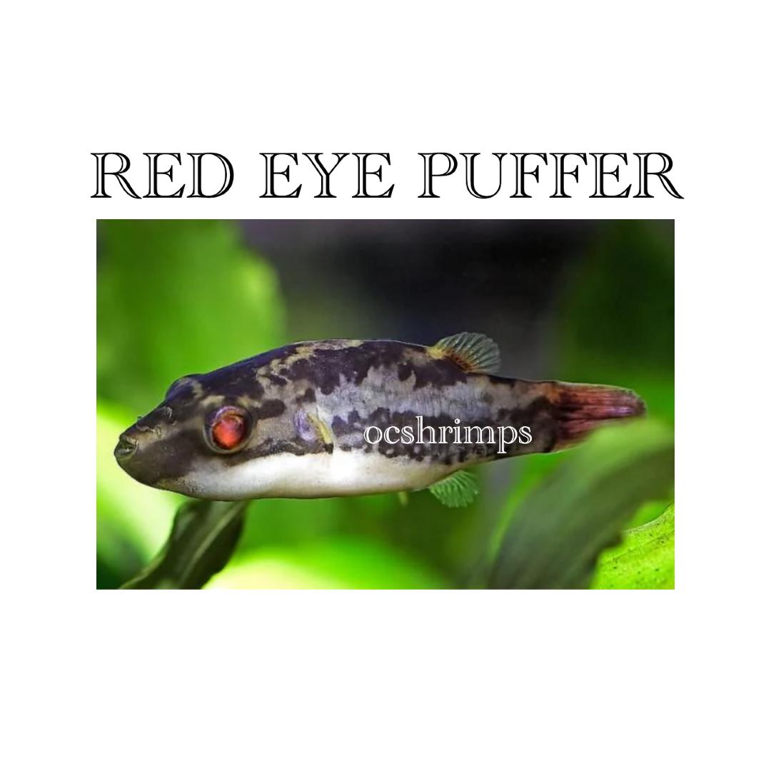 RED EYE PUFFER – OC SHRIMP AQUATIC LLC