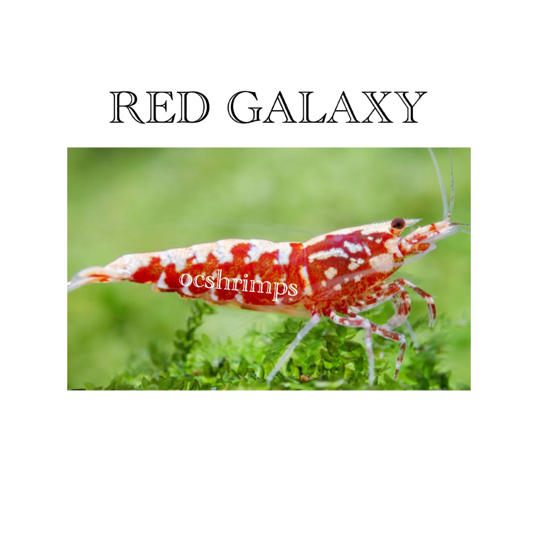 RED GALAXY SHRIMP – OC SHRIMP AQUATIC LLC