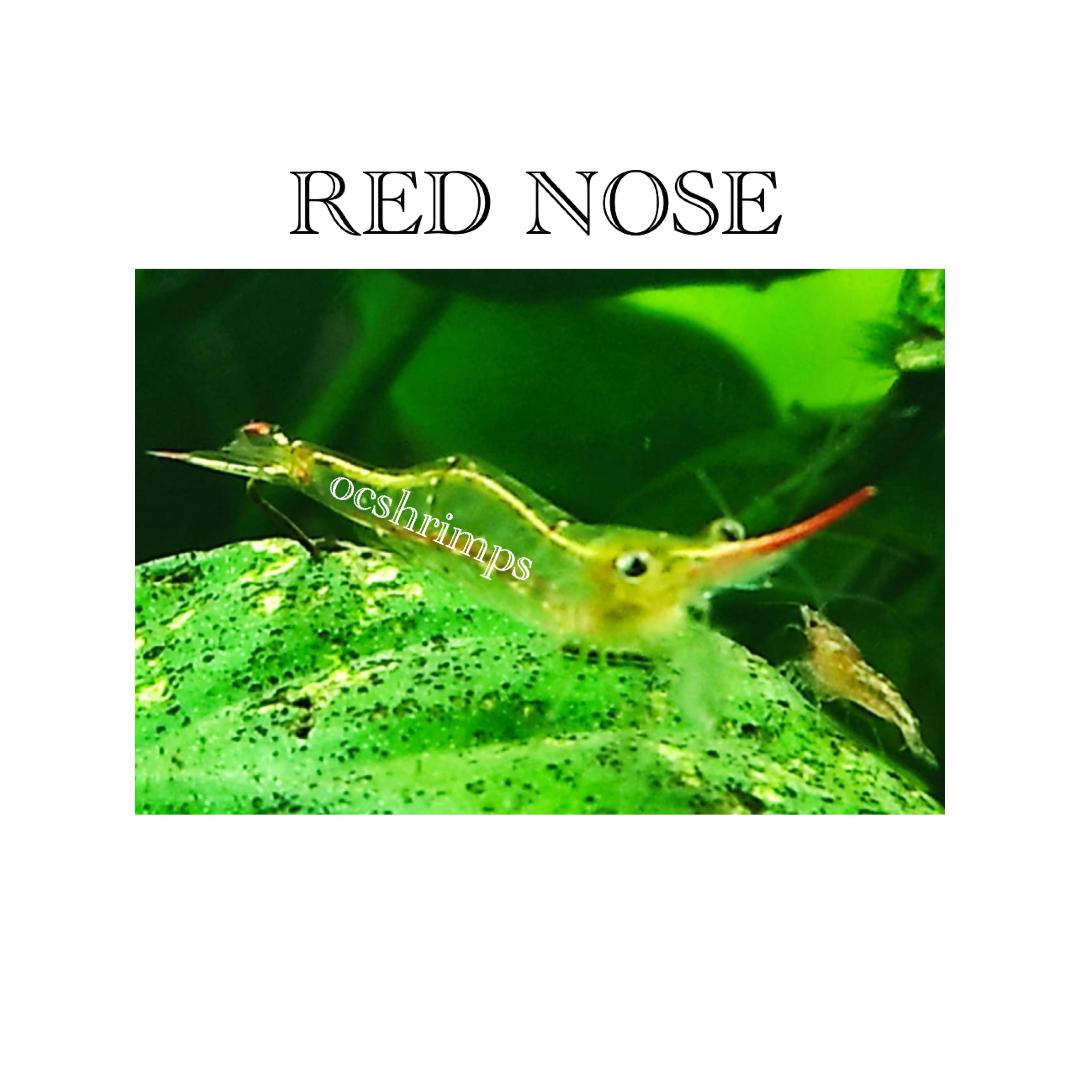 RED NOSE SHRIMP – OC SHRIMP AQUATIC LLC