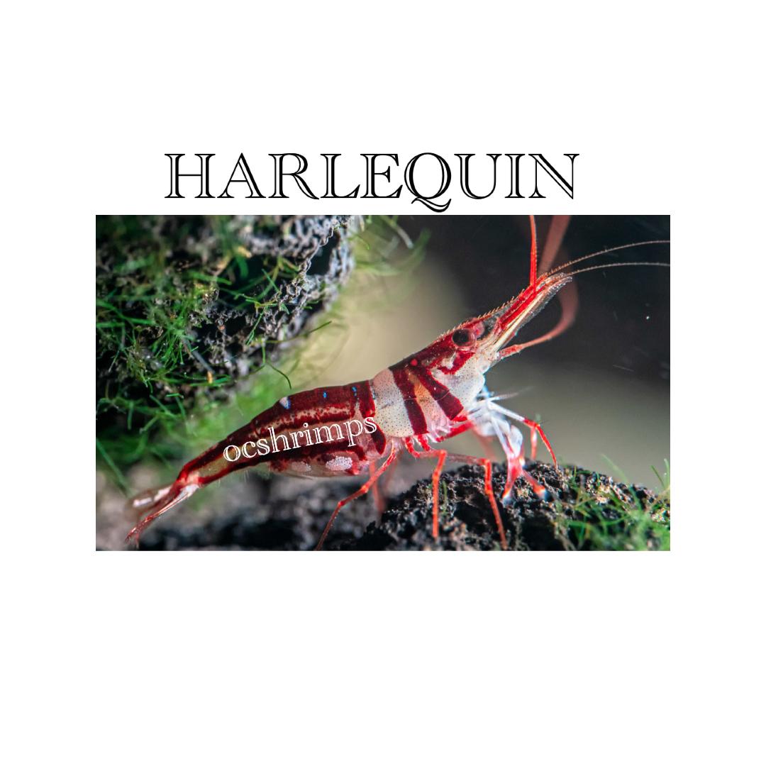 SULAWESI HALEQUIN SHRIMP – OC SHRIMP AQUATIC LLC