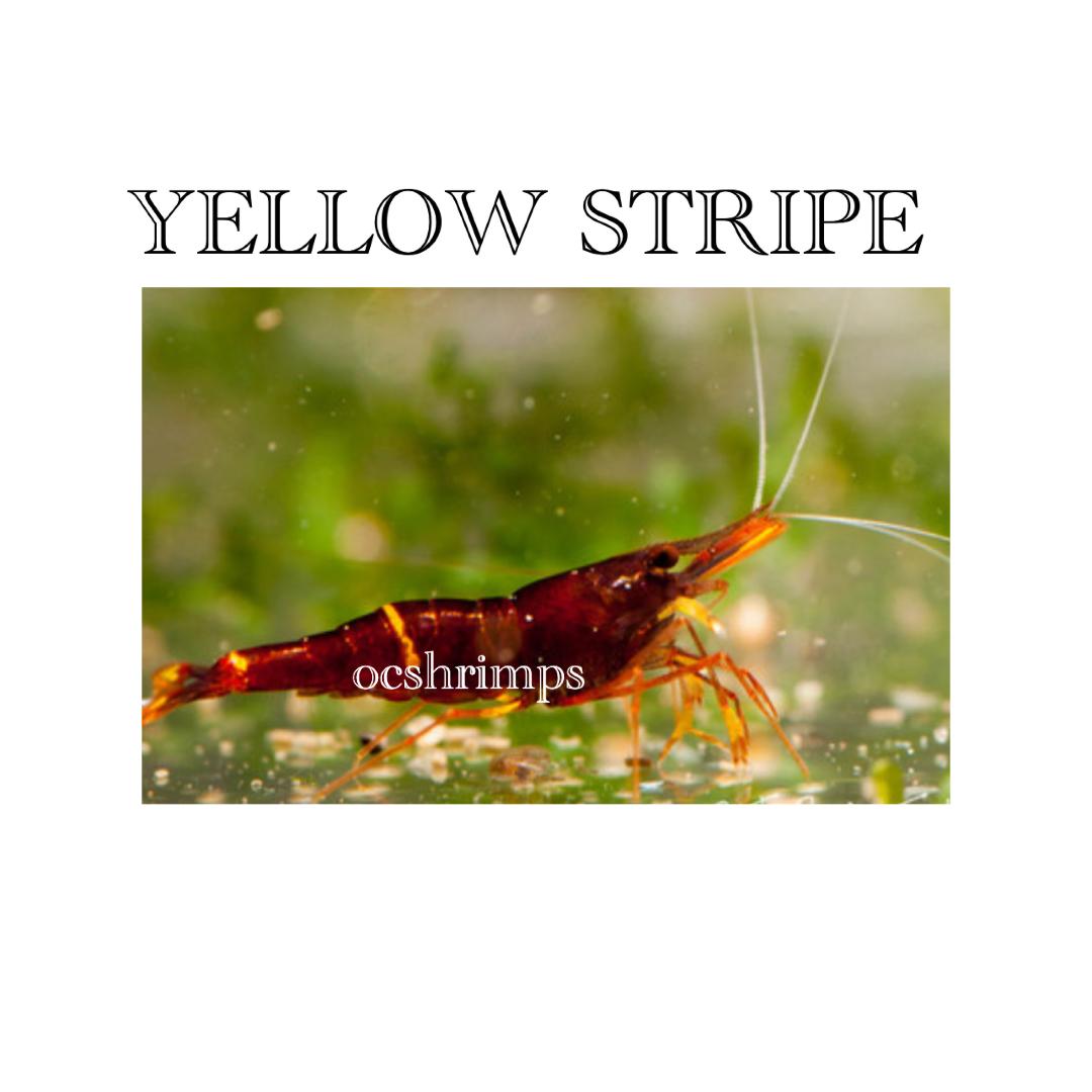 SULAWESI YELLOW STRIPE SHRIMP – OC SHRIMP AQUATIC LLC