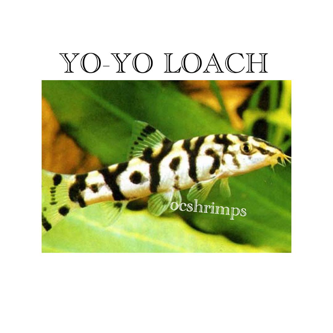YO-YO LOACH – OC SHRIMP AQUATIC LLC