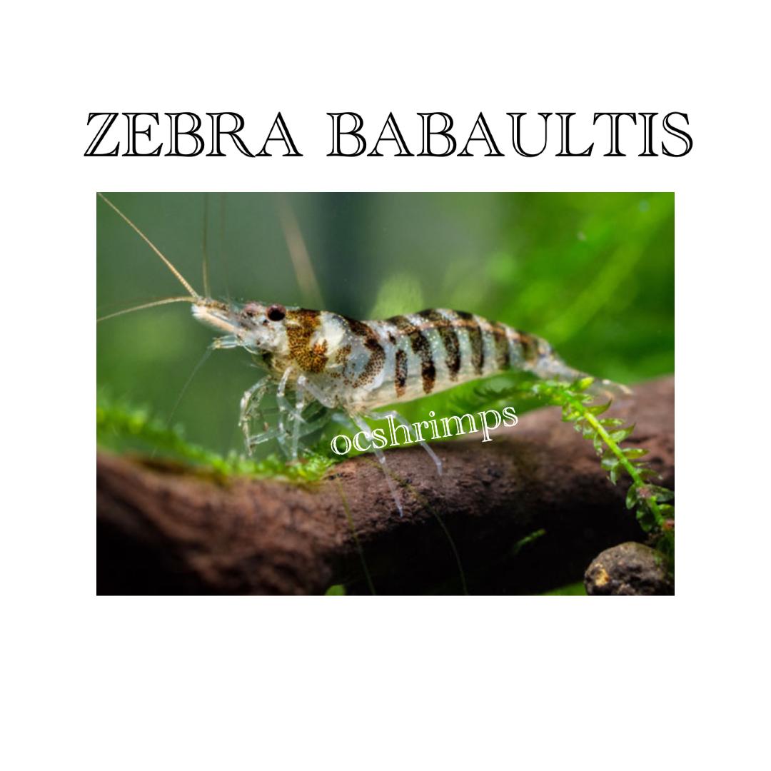 ZEBRA BABAULTIS SHRIMP – OC SHRIMP AQUATIC LLC